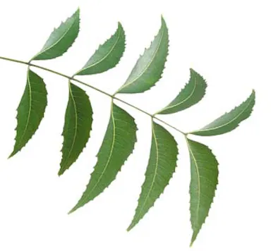 Neem Oil - American Orchid Society