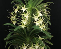 Angraecum Culture Sheet - American Orchid Society