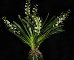 Angraecum Culture Sheet - American Orchid Society