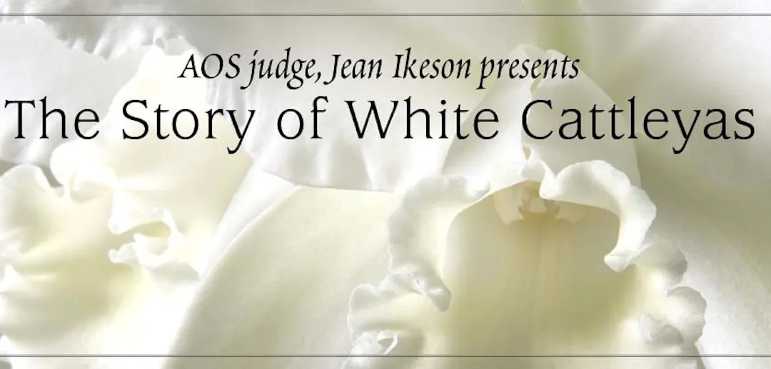 The Story of White Cattleyas - American Orchid Society