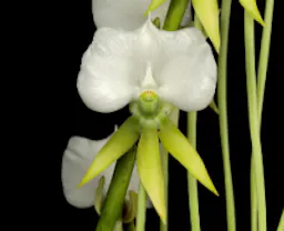 Angraecum Culture Sheet - American Orchid Society