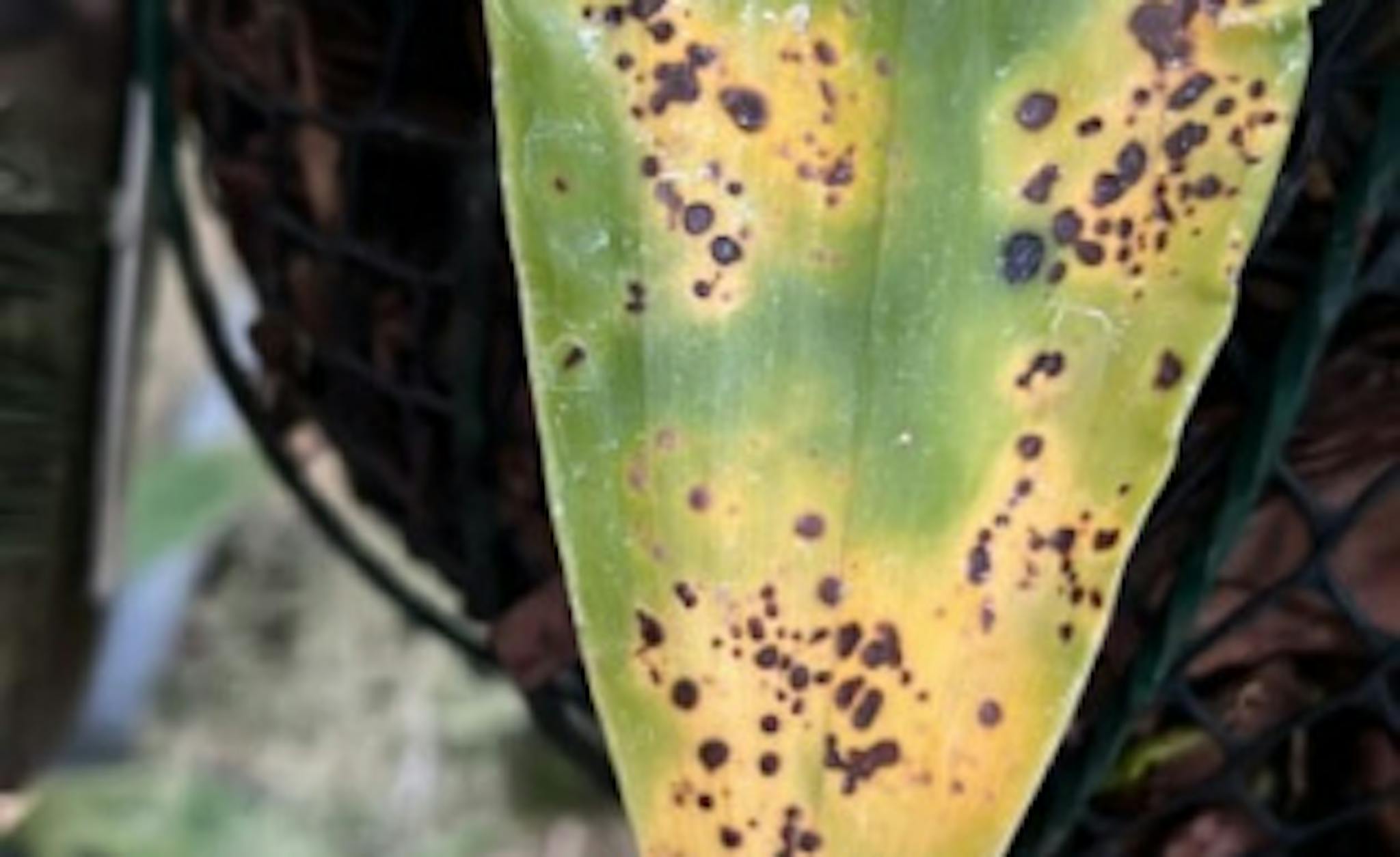 Leaf Problems - American Orchid Society