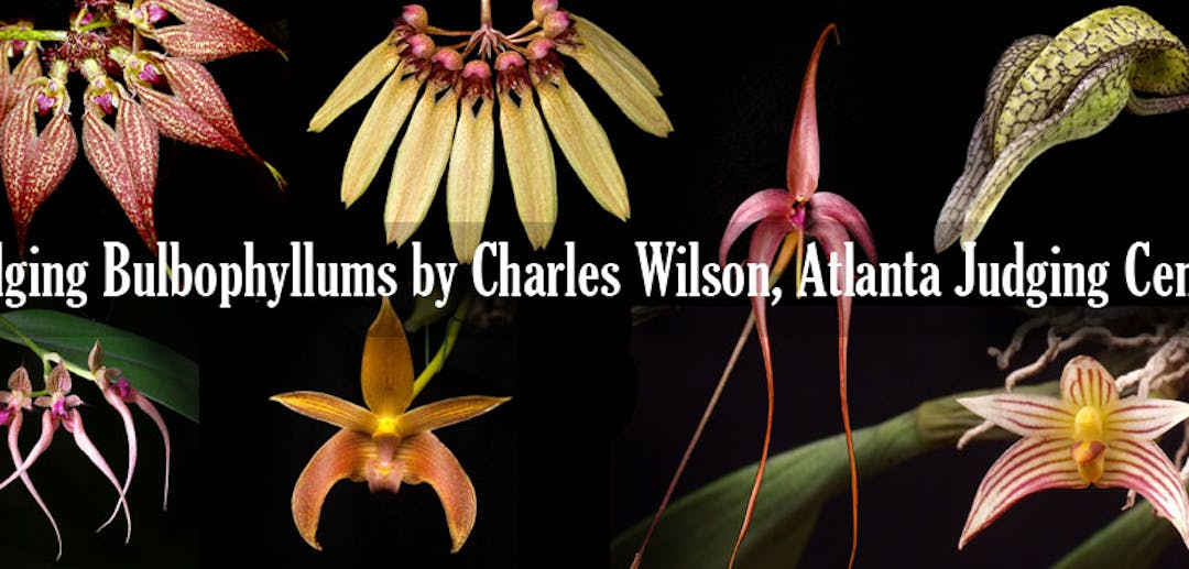 Webinars - American Orchid Society