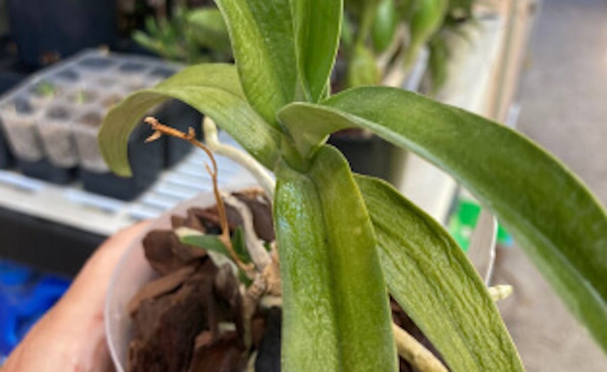 Leaf Problems - American Orchid Society