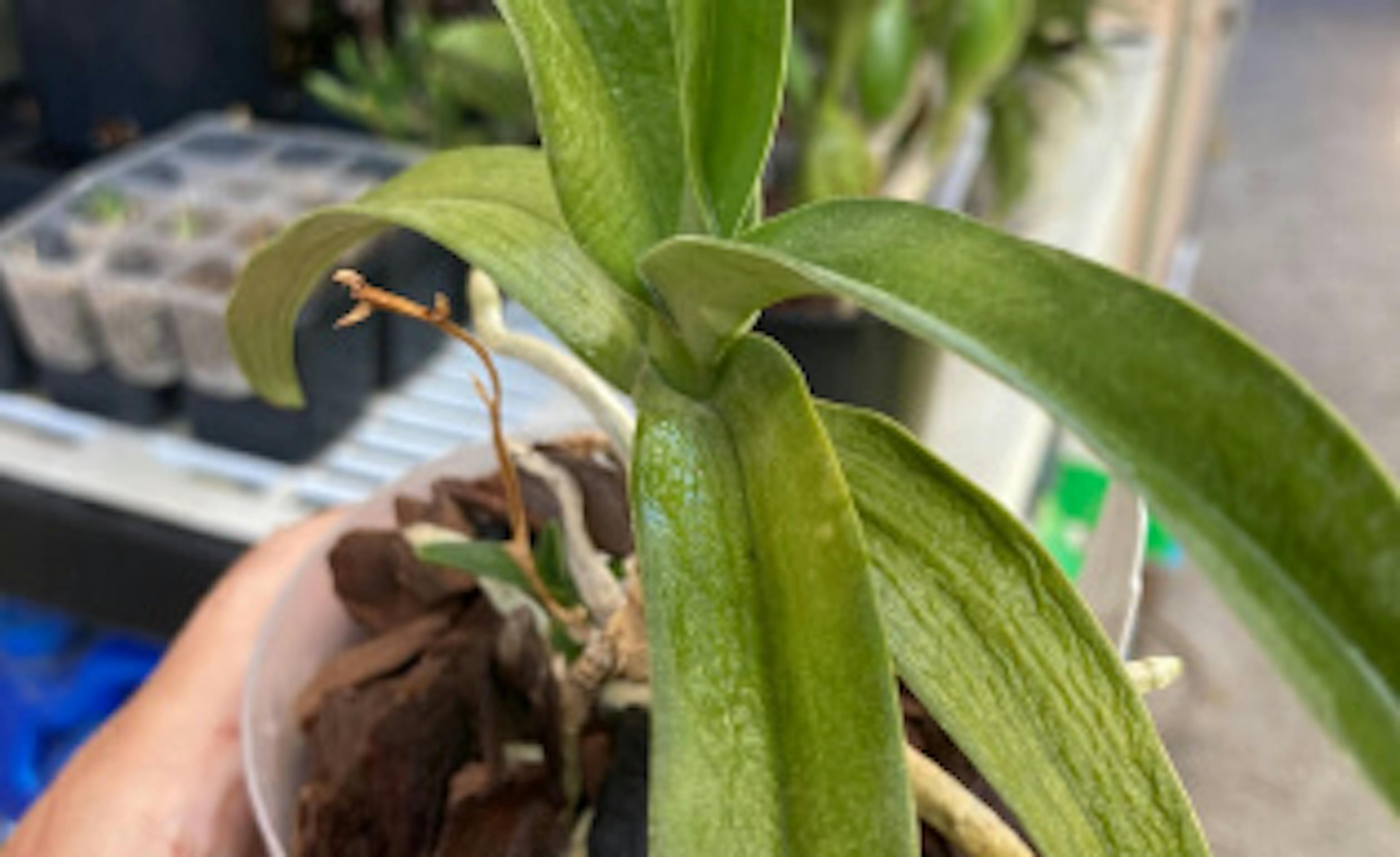 Leaf Problems - American Orchid Society