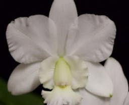 Cattleya Culture Sheet - American Orchid Society