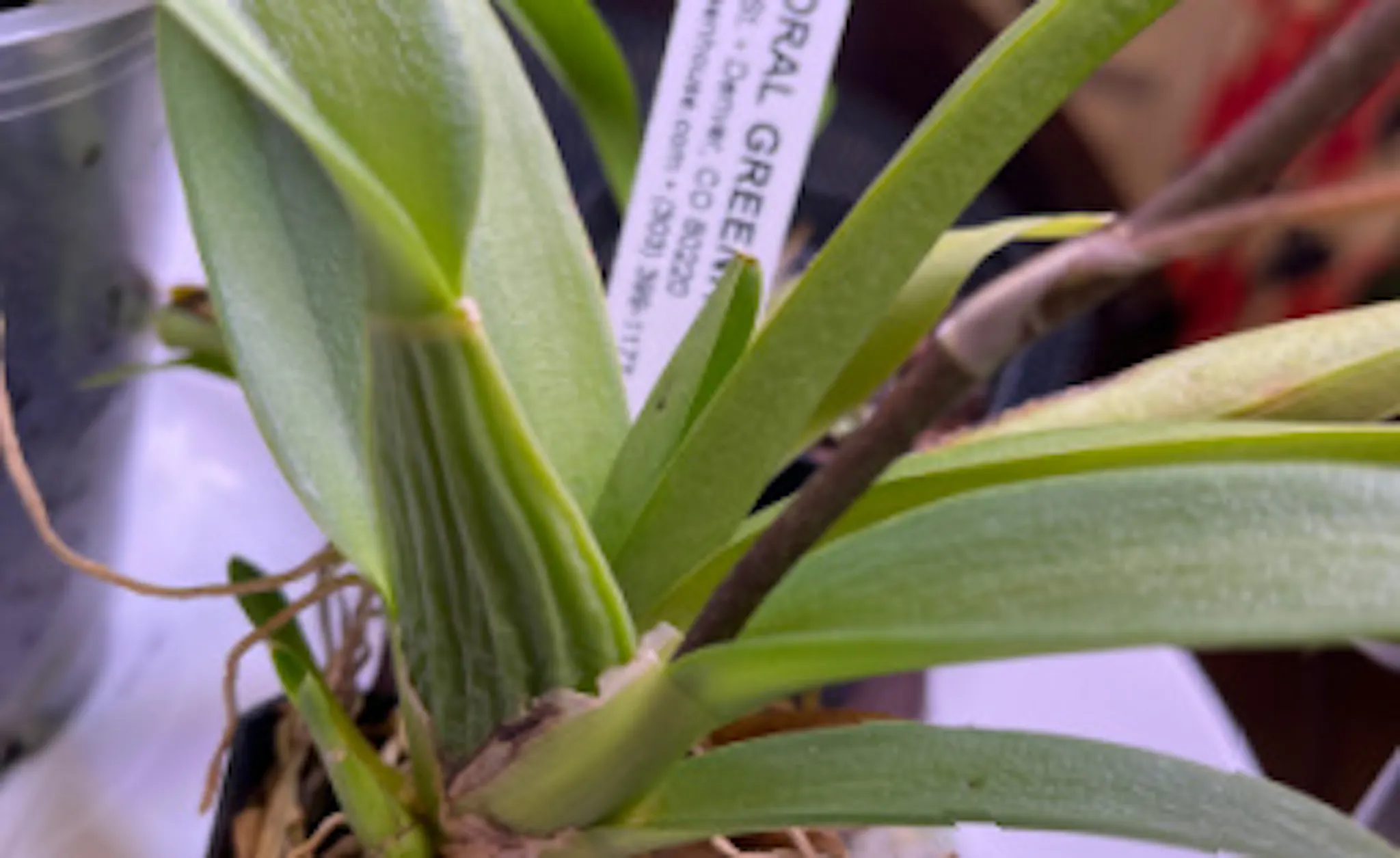 Pseudobulb and Root Problems - American Orchid Society