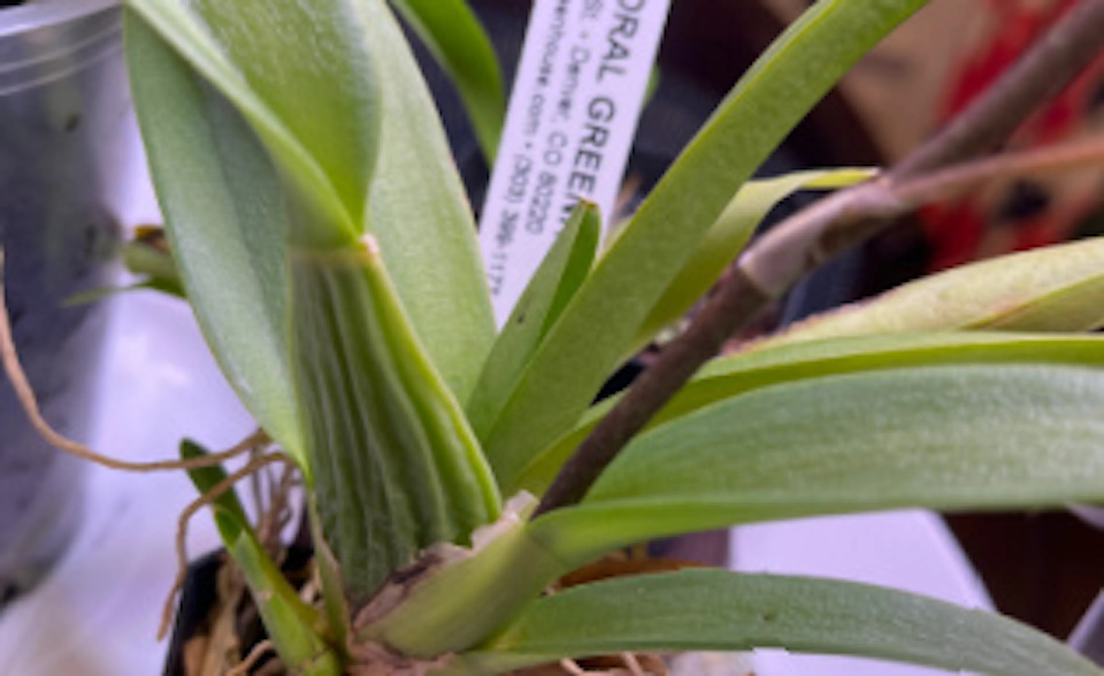 Pseudobulb and Root Problems - American Orchid Society