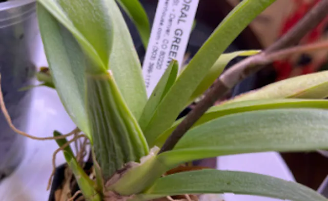 Pseudobulb and Root Problems - American Orchid Society