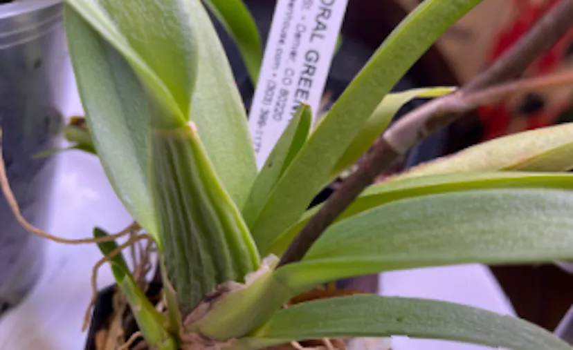 Pseudobulb and Root Problems - American Orchid Society