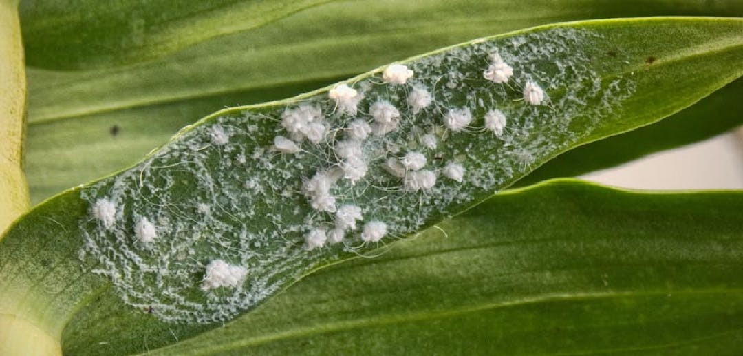 Orchids; Pests and their Management; part 2 - American Orchid Society