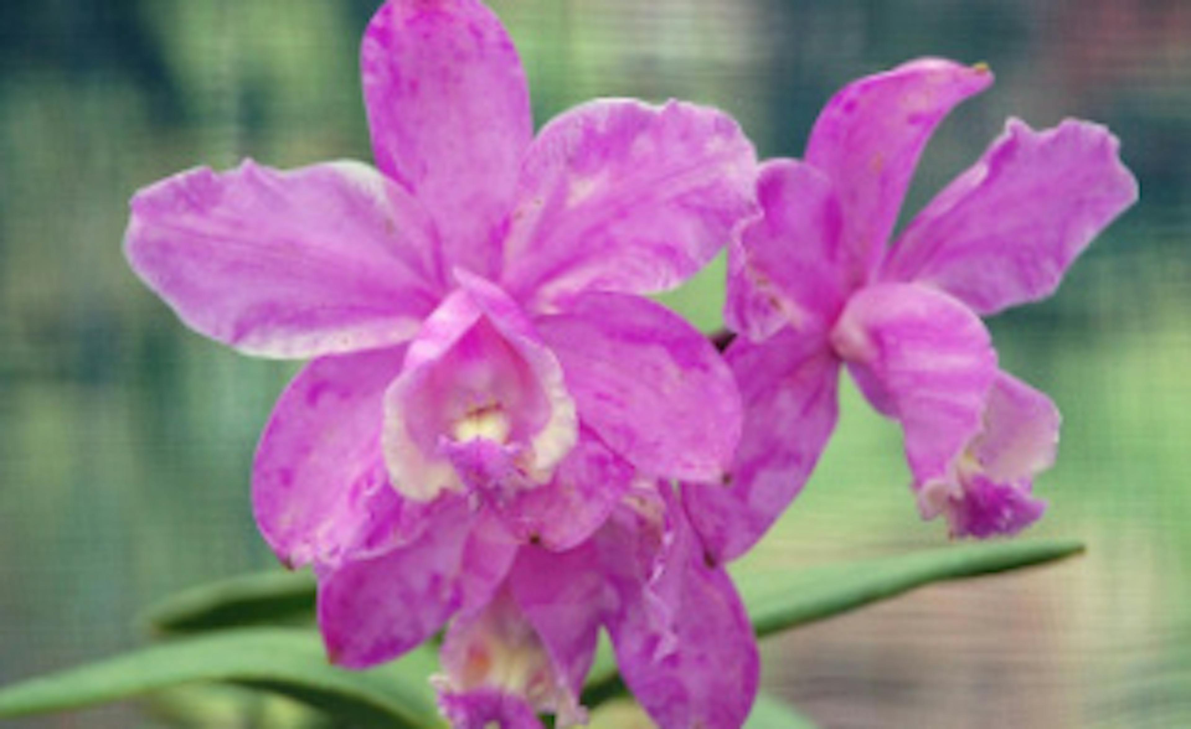 Bud and Flower Problems - American Orchid Society