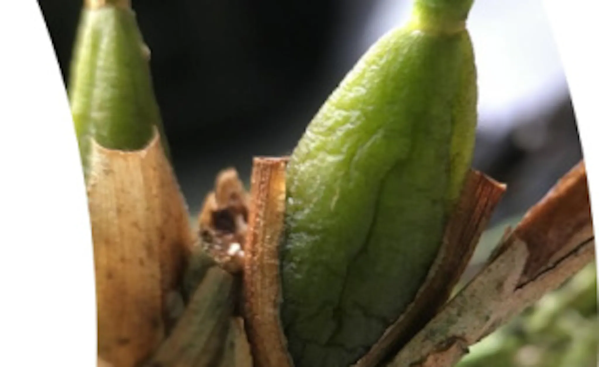 Pseudobulb and Root Problems - American Orchid Society