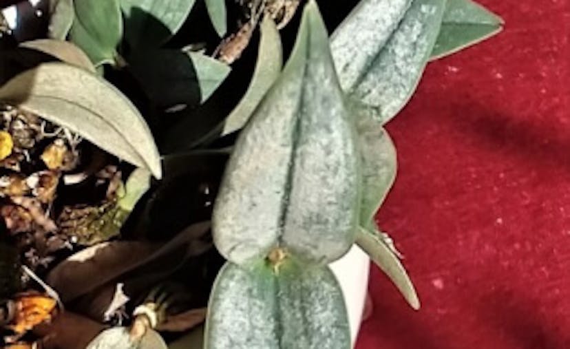 Leaf Problems - American Orchid Society