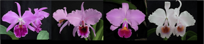 Arthur Chadwick - American Orchid Society