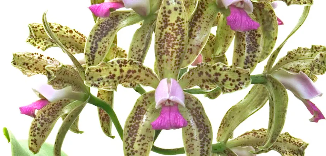 Doctor Doctor, I See Spots: Cattleya guttata - American Orchid Society