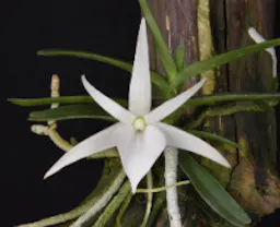 Angraecum Culture Sheet - American Orchid Society