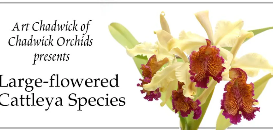 Large-flowered Cattleya Species - American Orchid Society