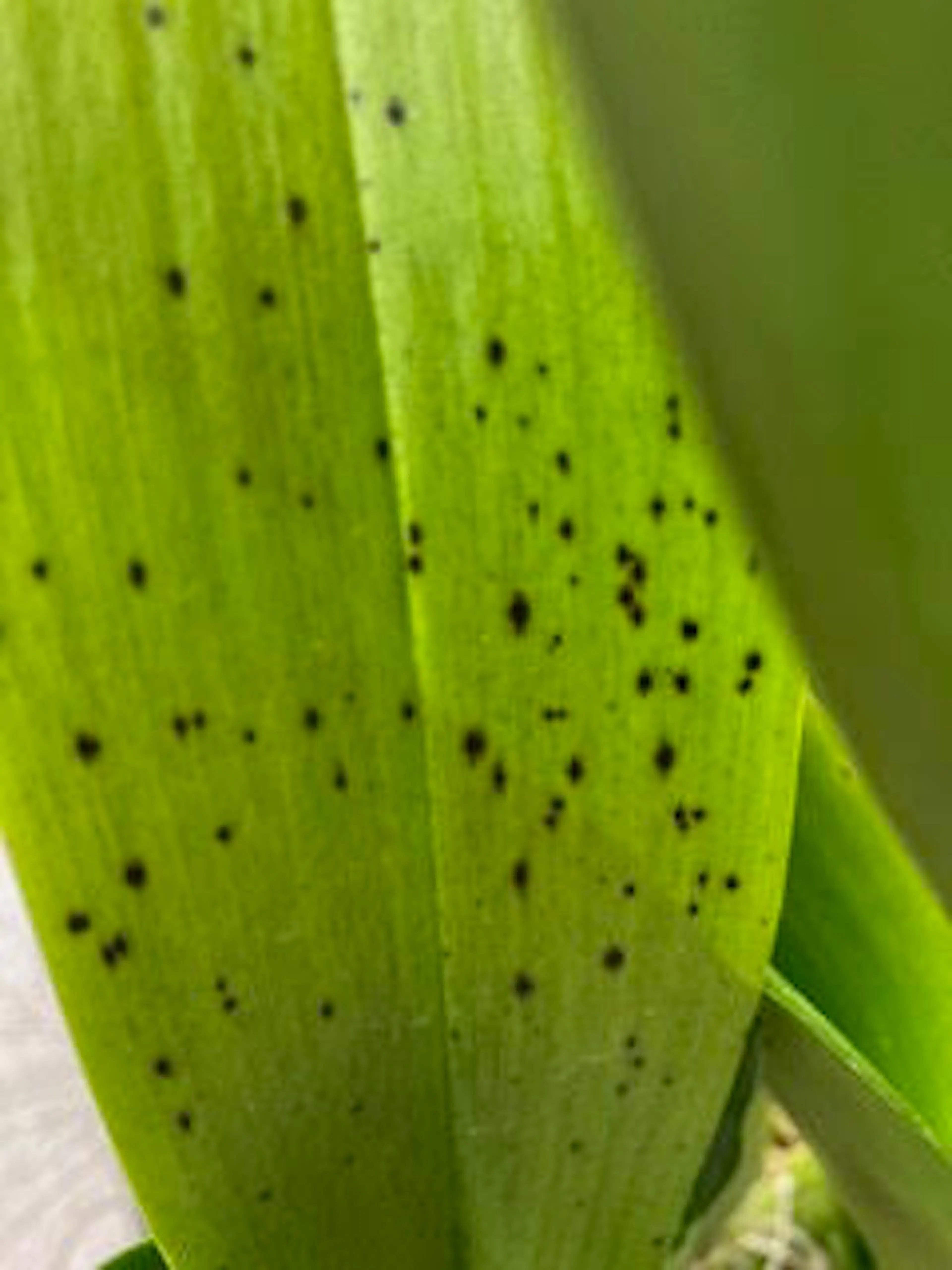 Leaf Problems - American Orchid Society