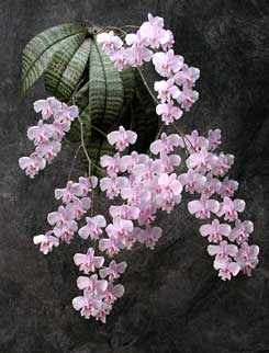 Phalaenopsis schilleriana store