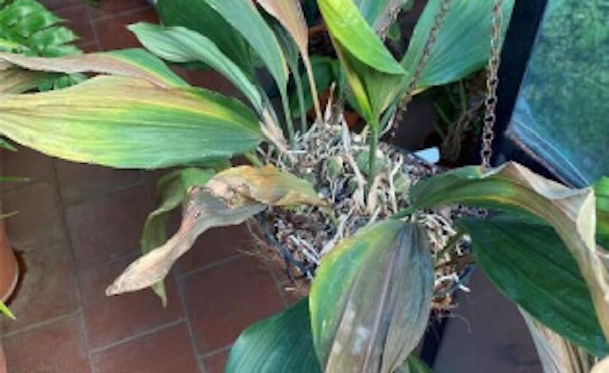 Leaf Problems - American Orchid Society