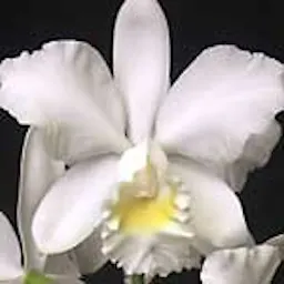 White-flowered Orchids - American Orchid Society