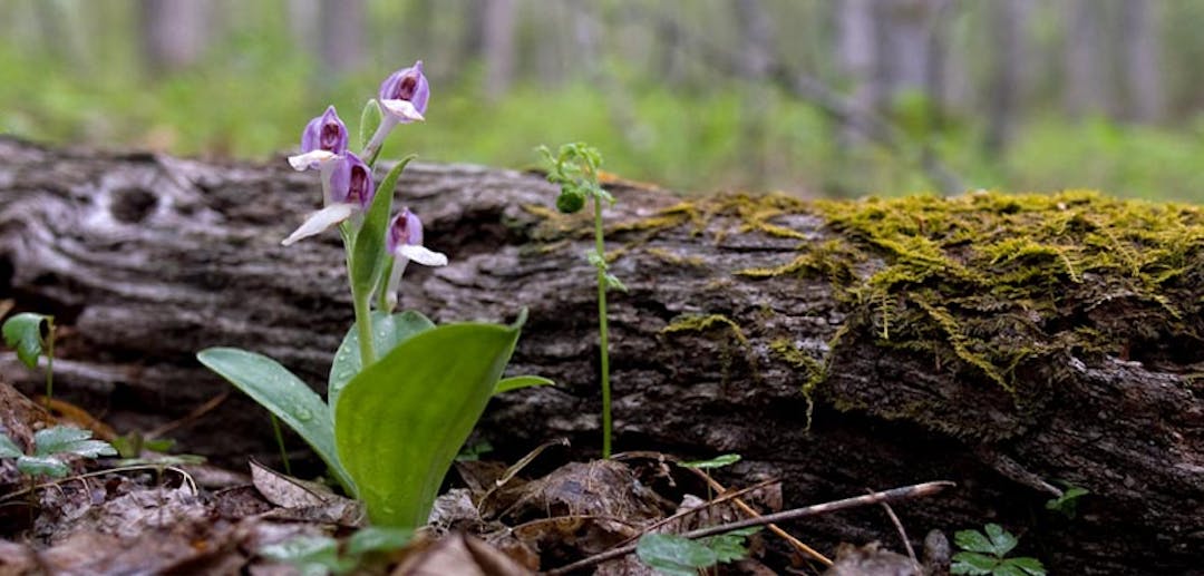 North American Orchid Conservation - American Orchid Society