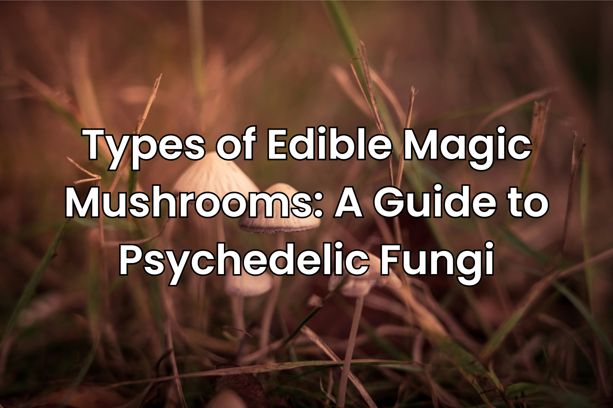 Types of Edible Magic Mushrooms: A Guide to Psychedelic Fungi