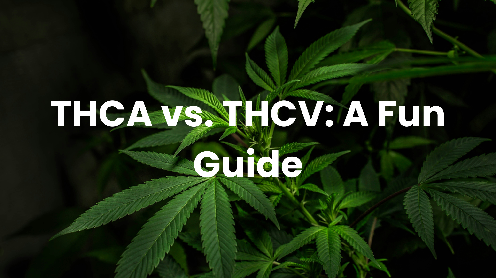 THCA vs. THCV: A Fun Guide