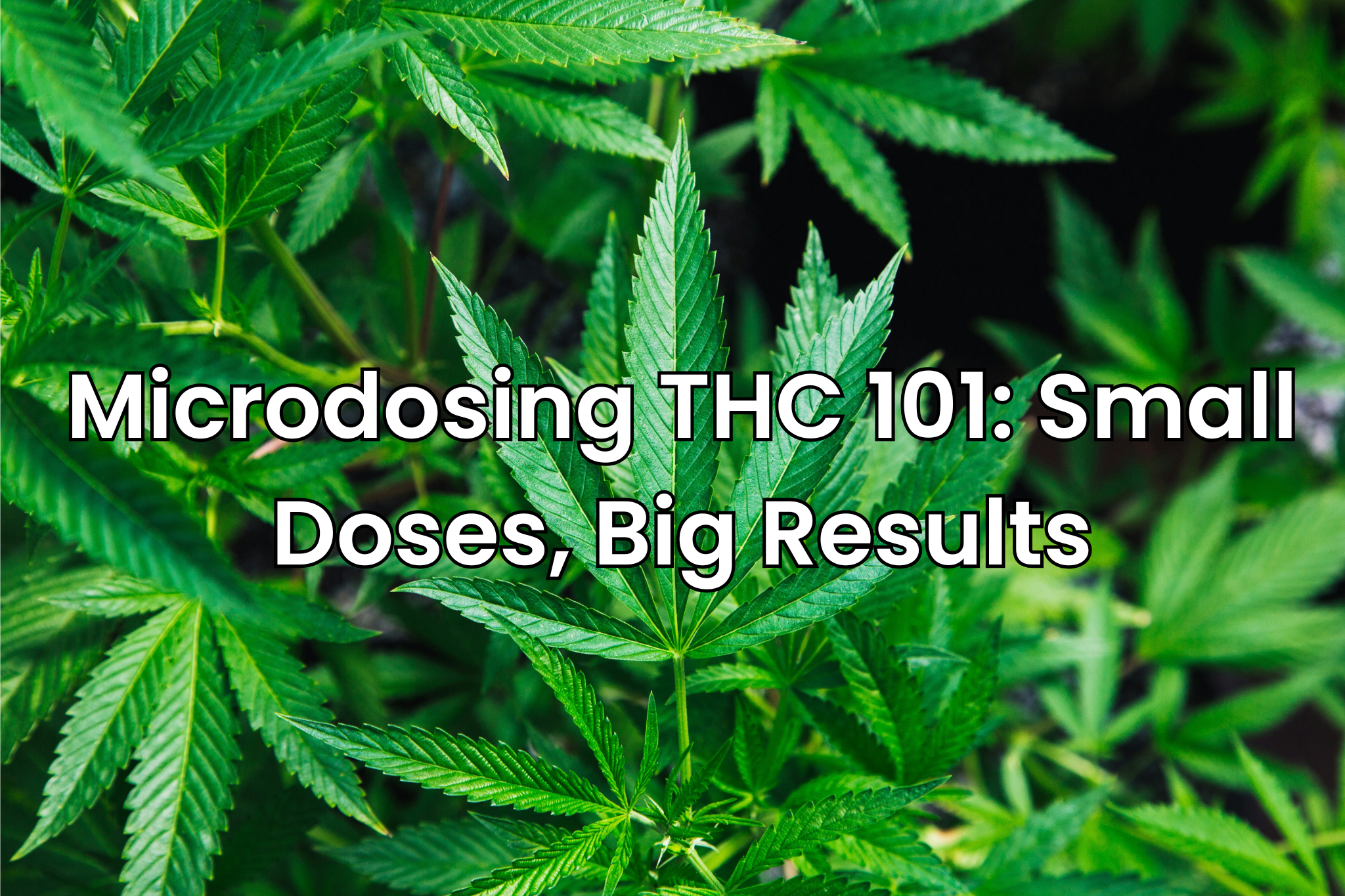 The Beginner’s Guide to THC Microdosing | Apotheca