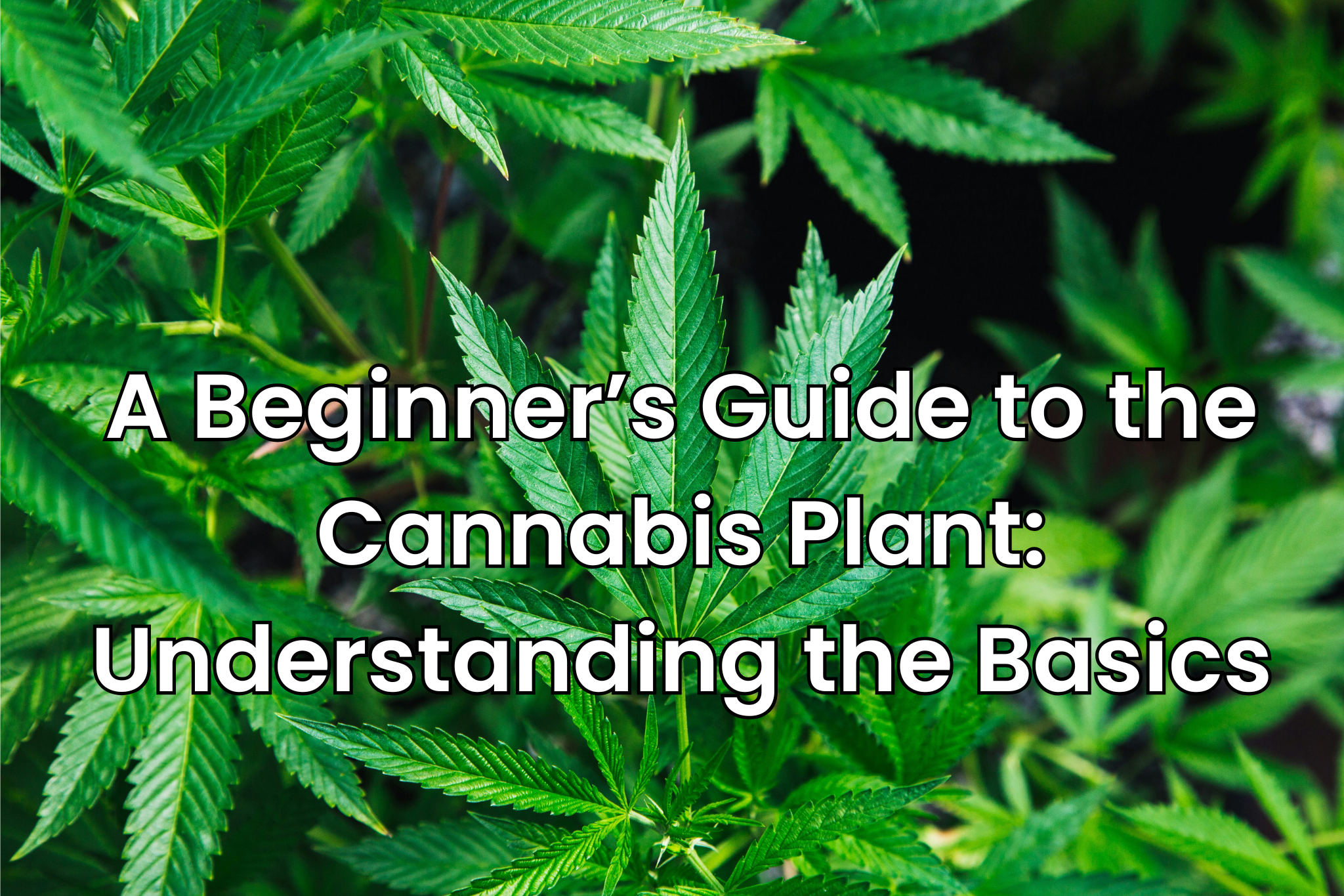 A Beginner’s Guide to the Cannabis Plant | Apotheca