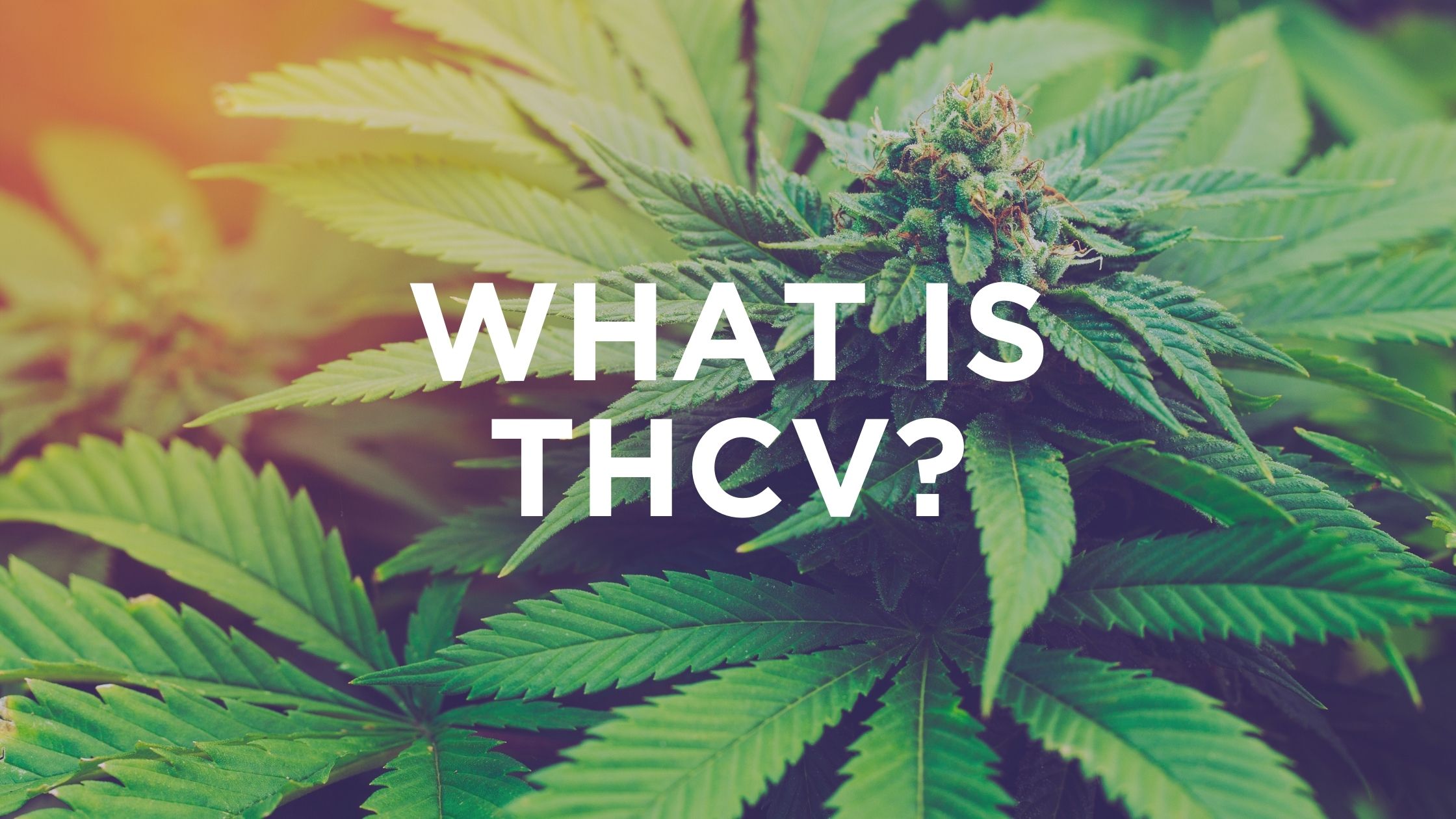What is THCV?