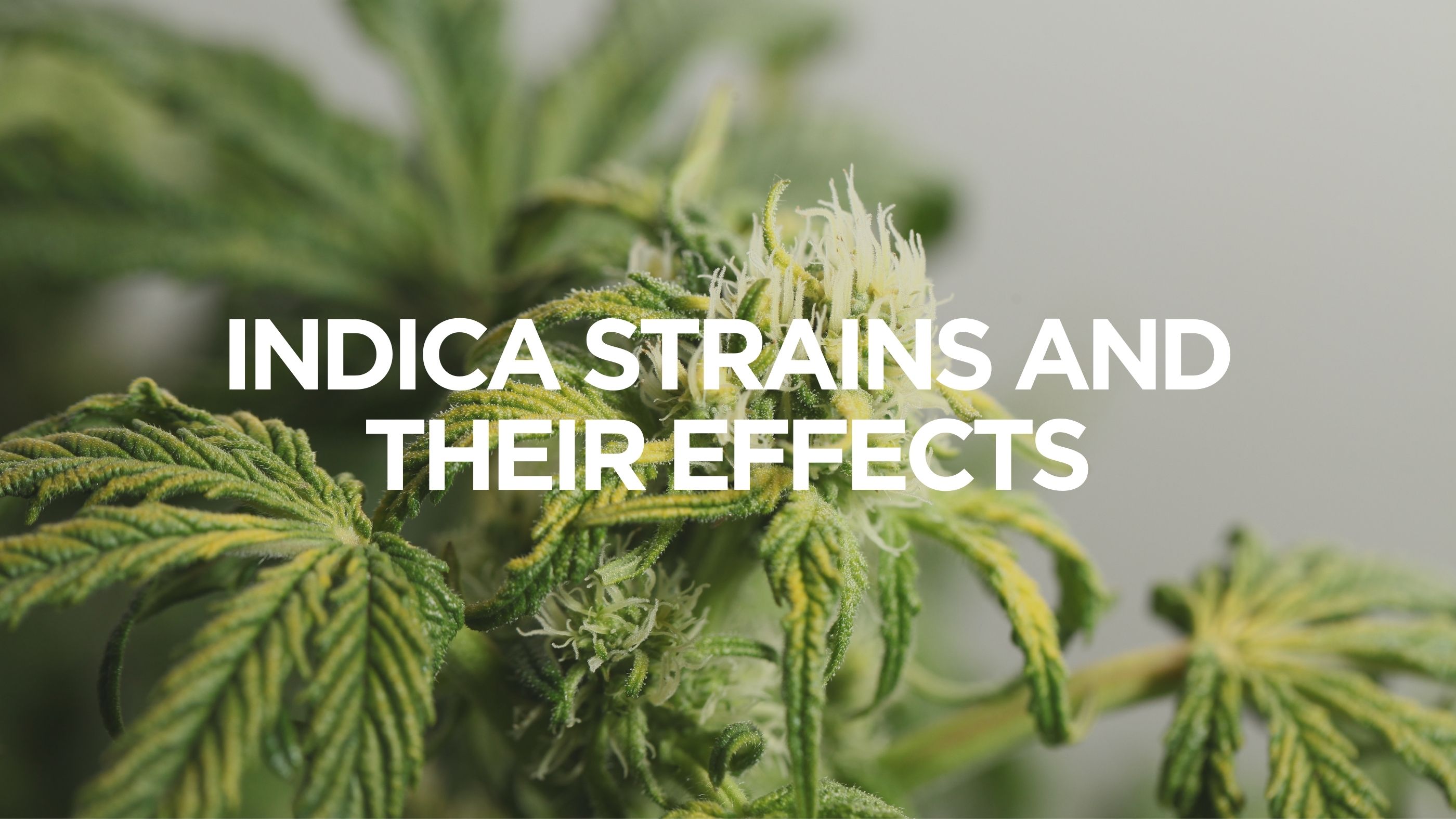 Indica Strains: Everything You Need to Know