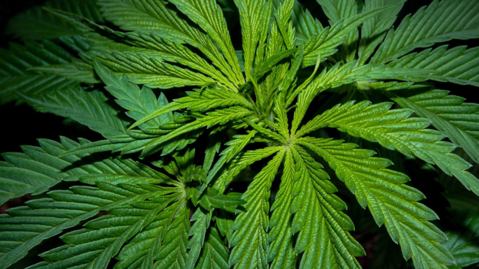 Apotheca Blog: The Differences Between CBD Hemp Flower Strains