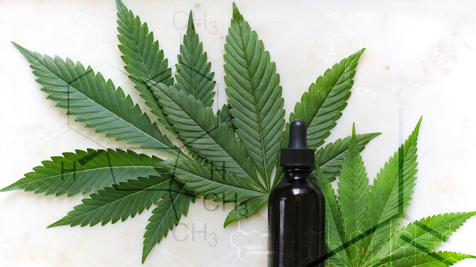 Beyond CBD: Terpenes Explained | Apotheca