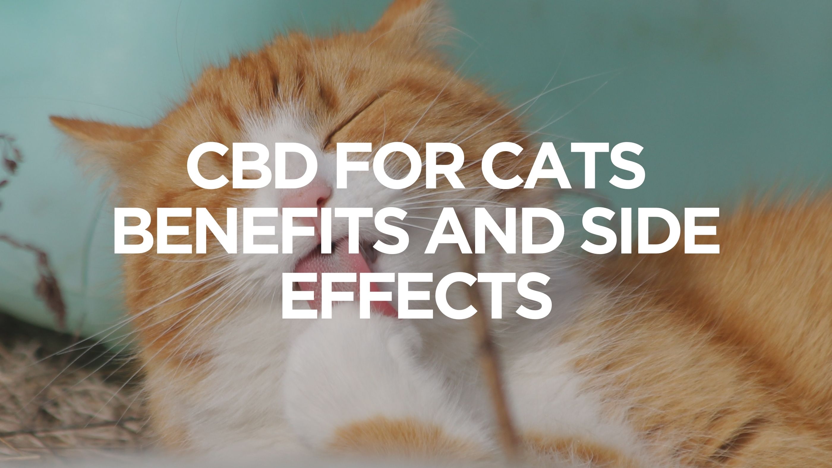 Benefits and side effects of CBD oil for cats