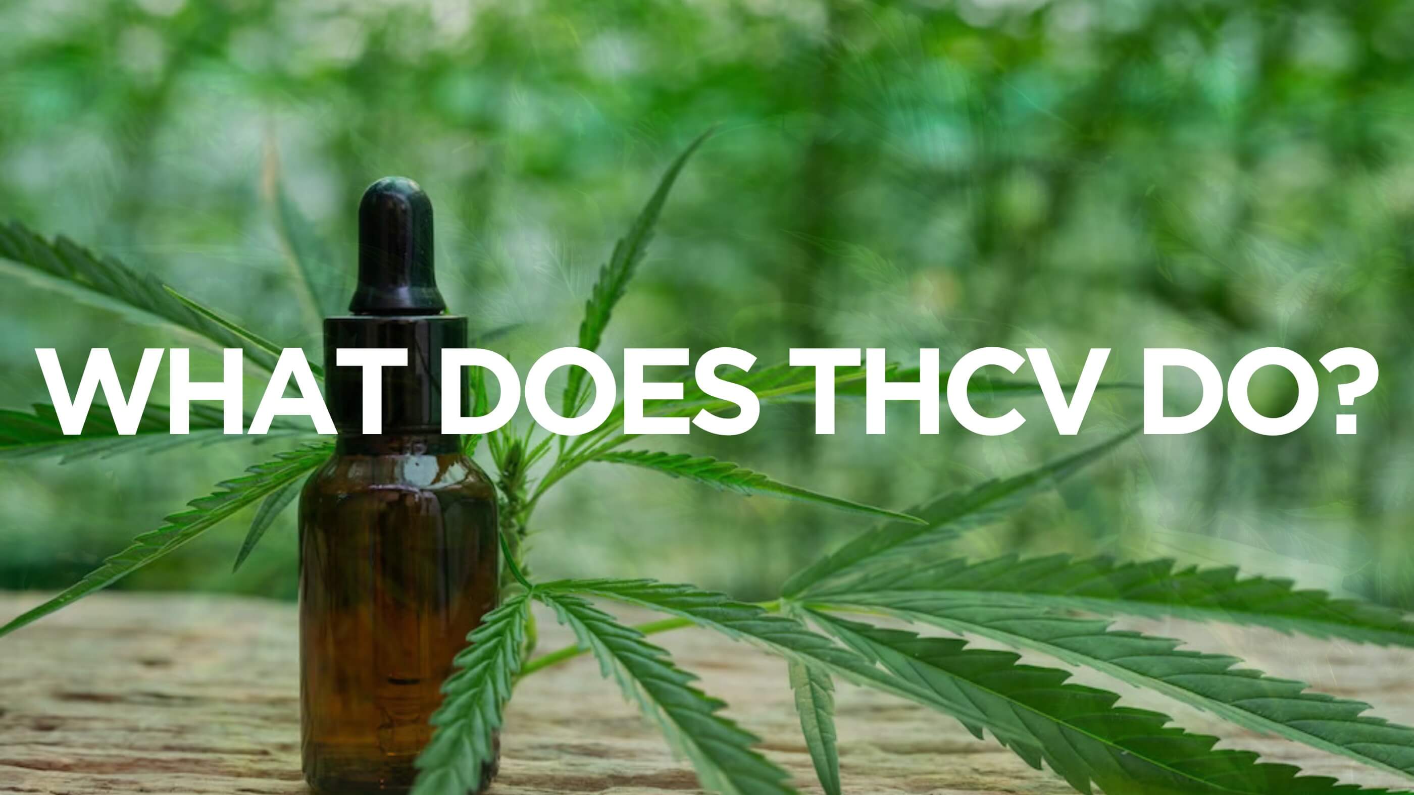 THCV: Definition, Function & Benefits | Apotheca