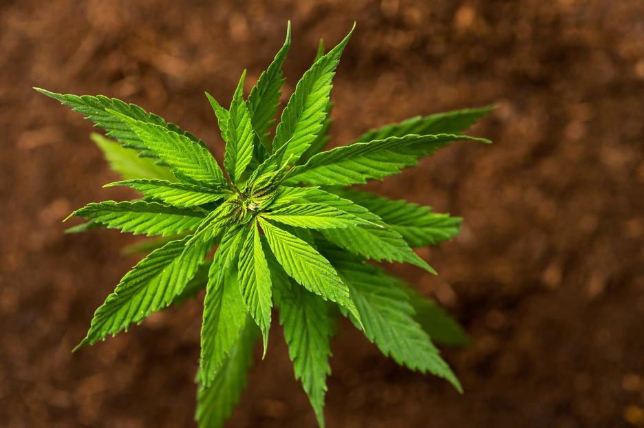 Hemp: Things You Need to Know About This Plant
