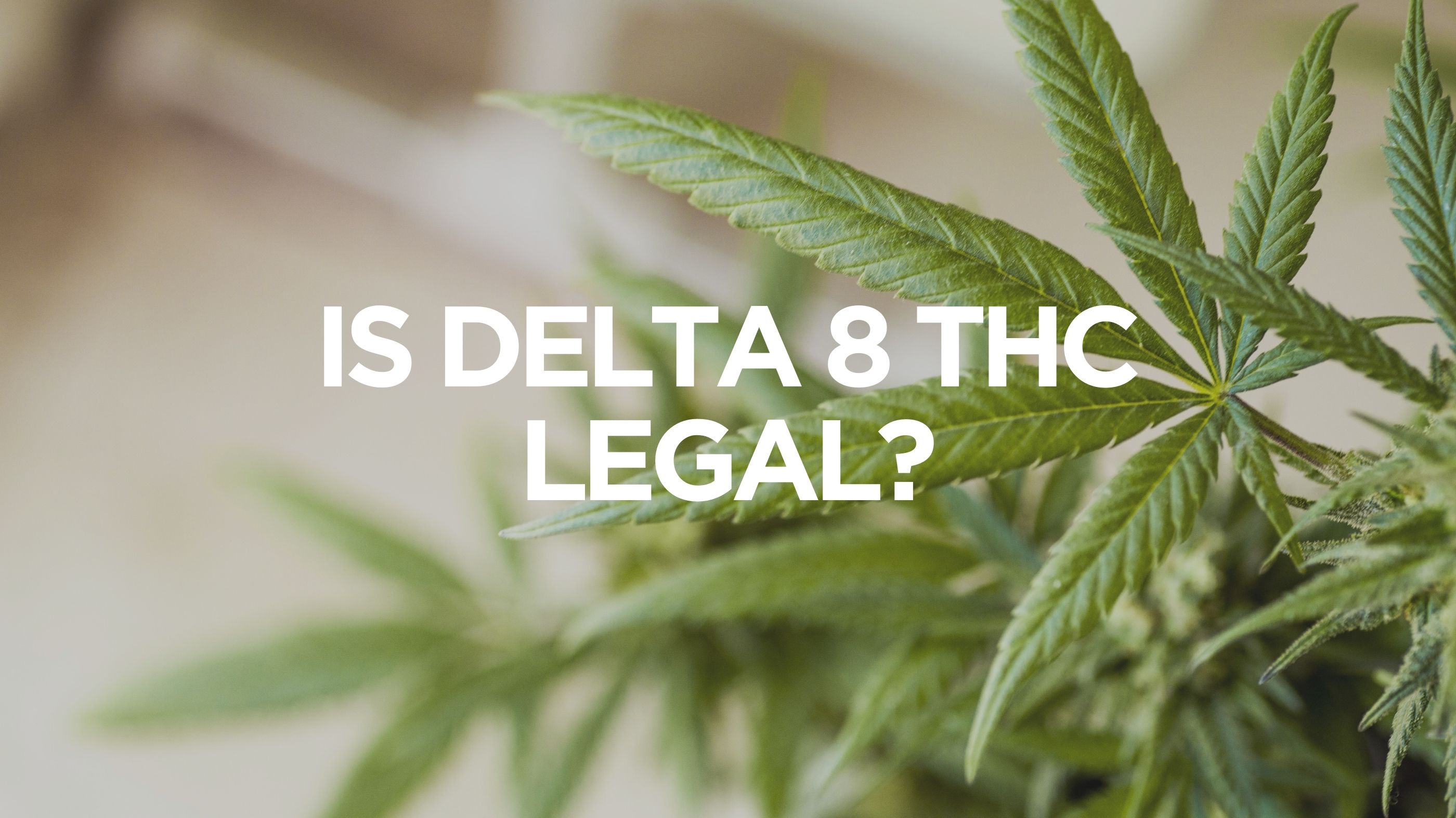 Is Delta-8 THC Legal? Everything You Need to Know!
