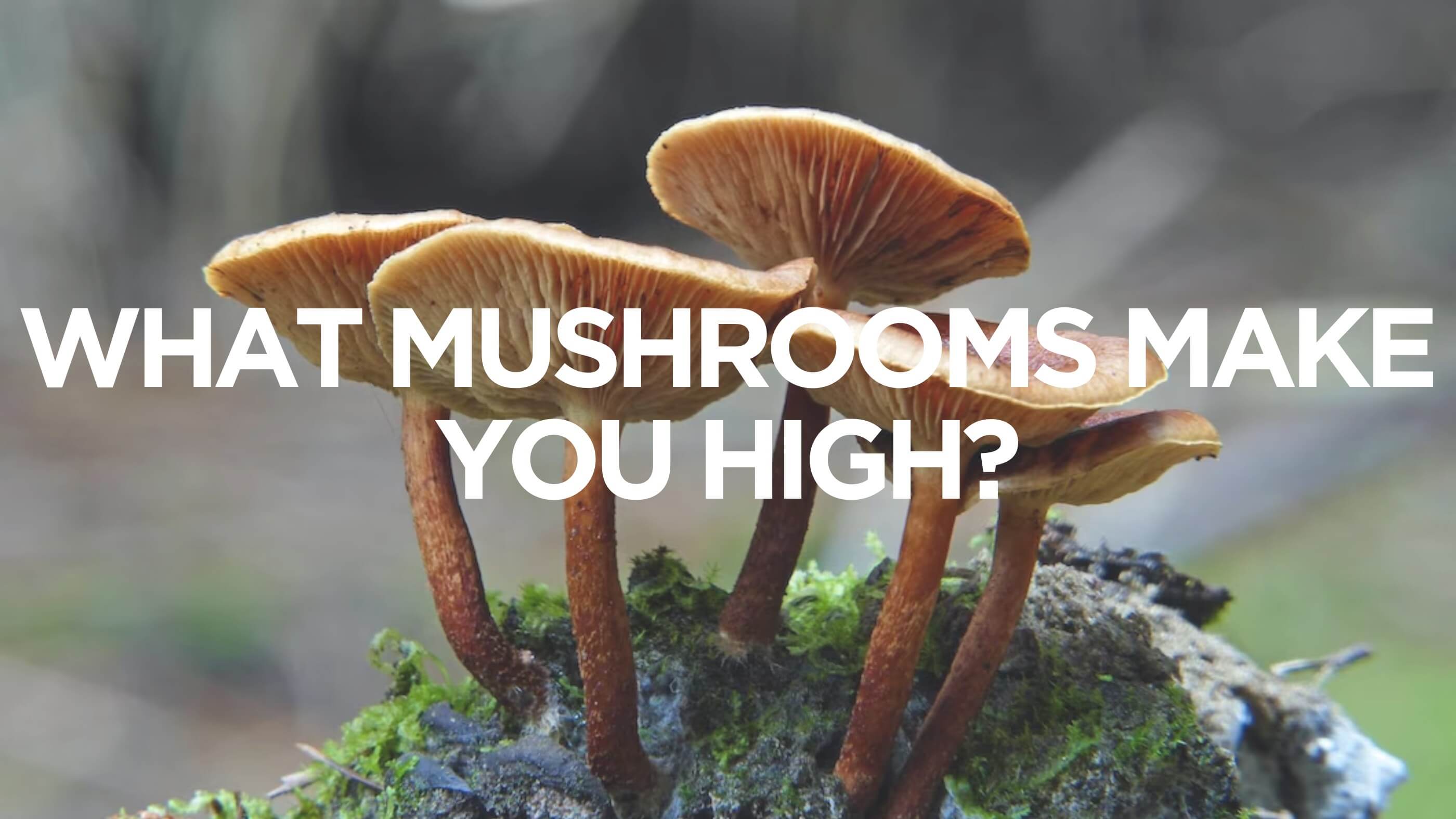 What Mushrooms Make You High?