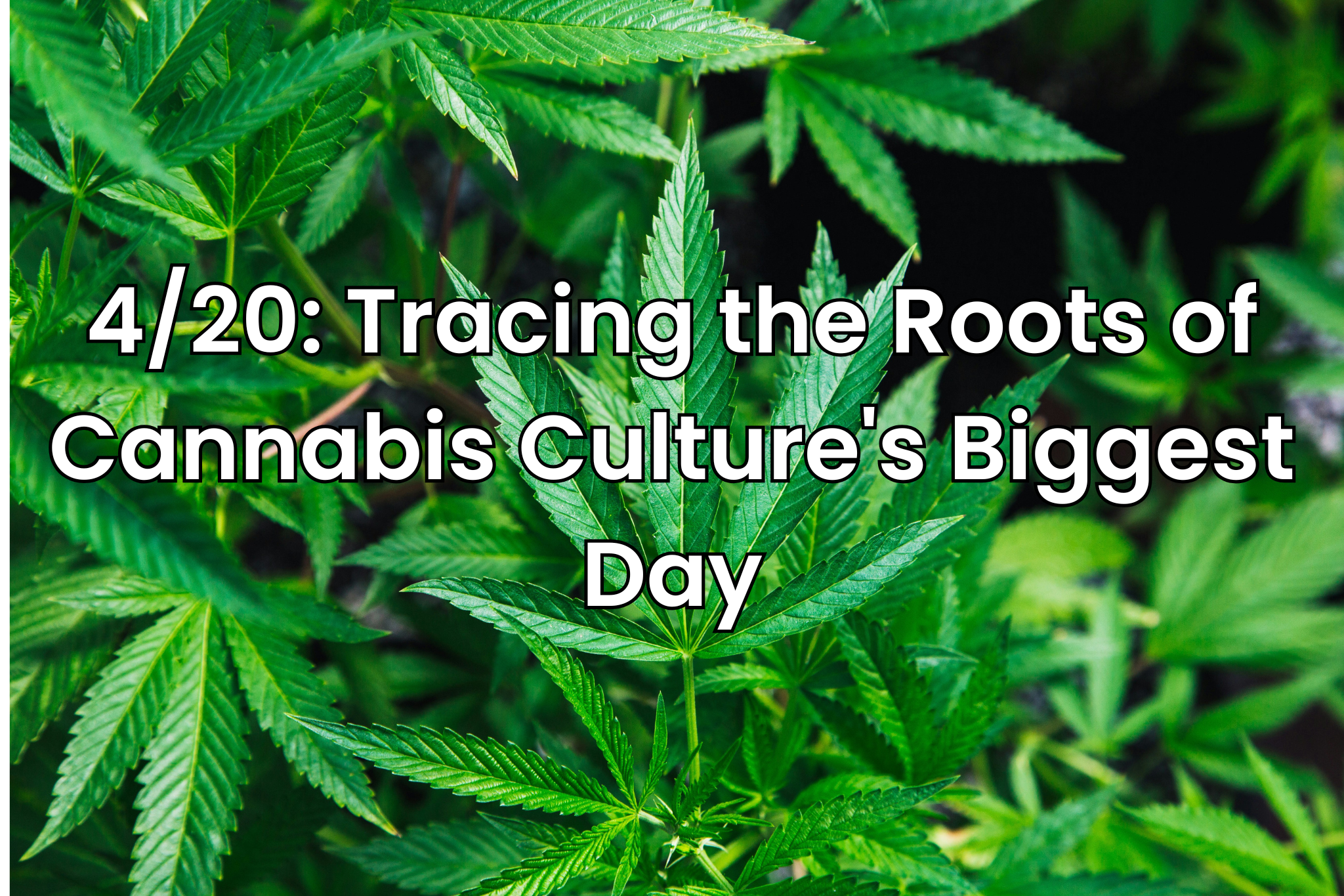 4/20: Tracing the Roots of Cannabis Culture's Biggest Day | Apotheca