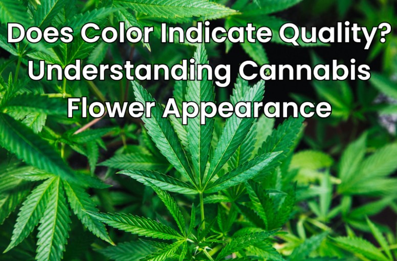 Is Color a Sign of Good Cannabis Flower?