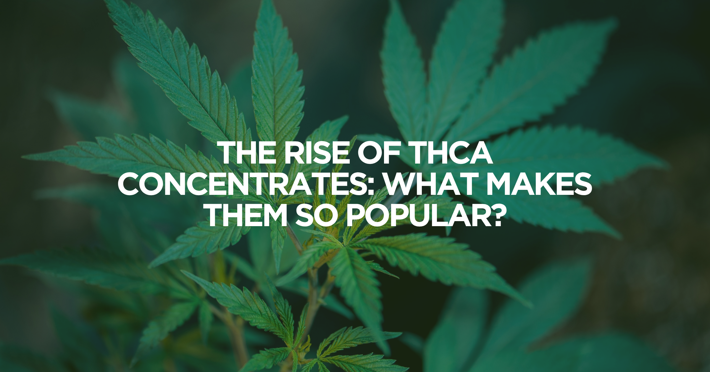 What Makes THCA Concentrates So Popular in 2025 | Apotheca