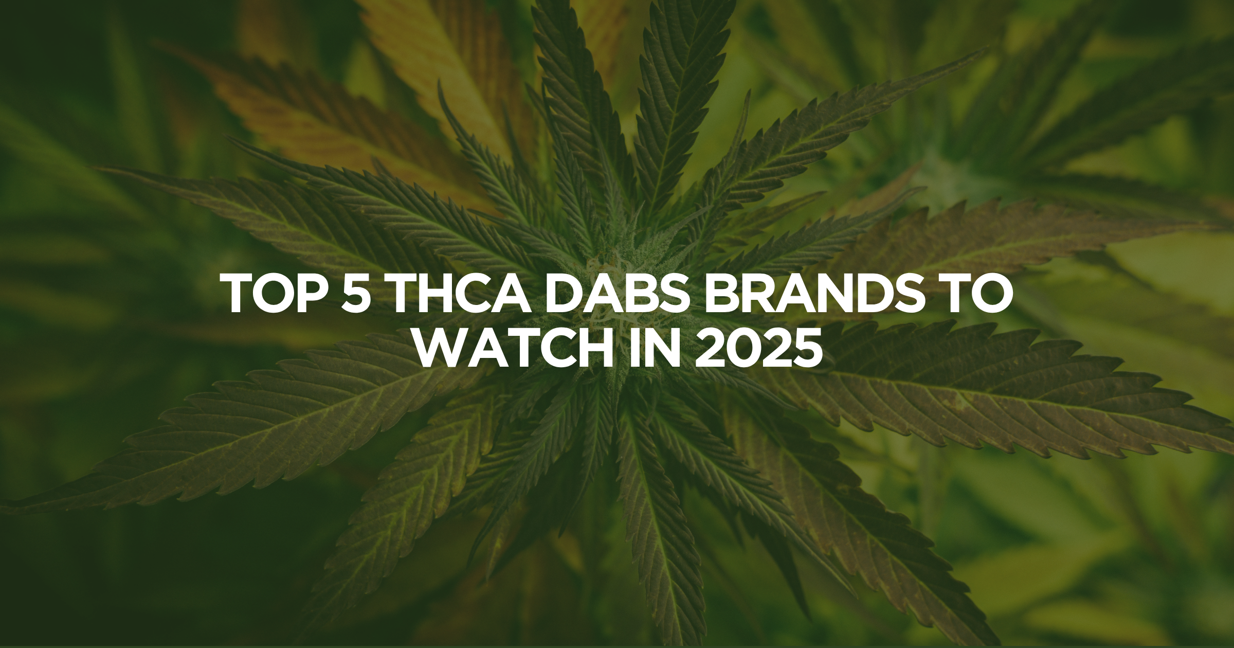 Top 5 THCA Dabs Brands to Watch in 2025 | Apotheca