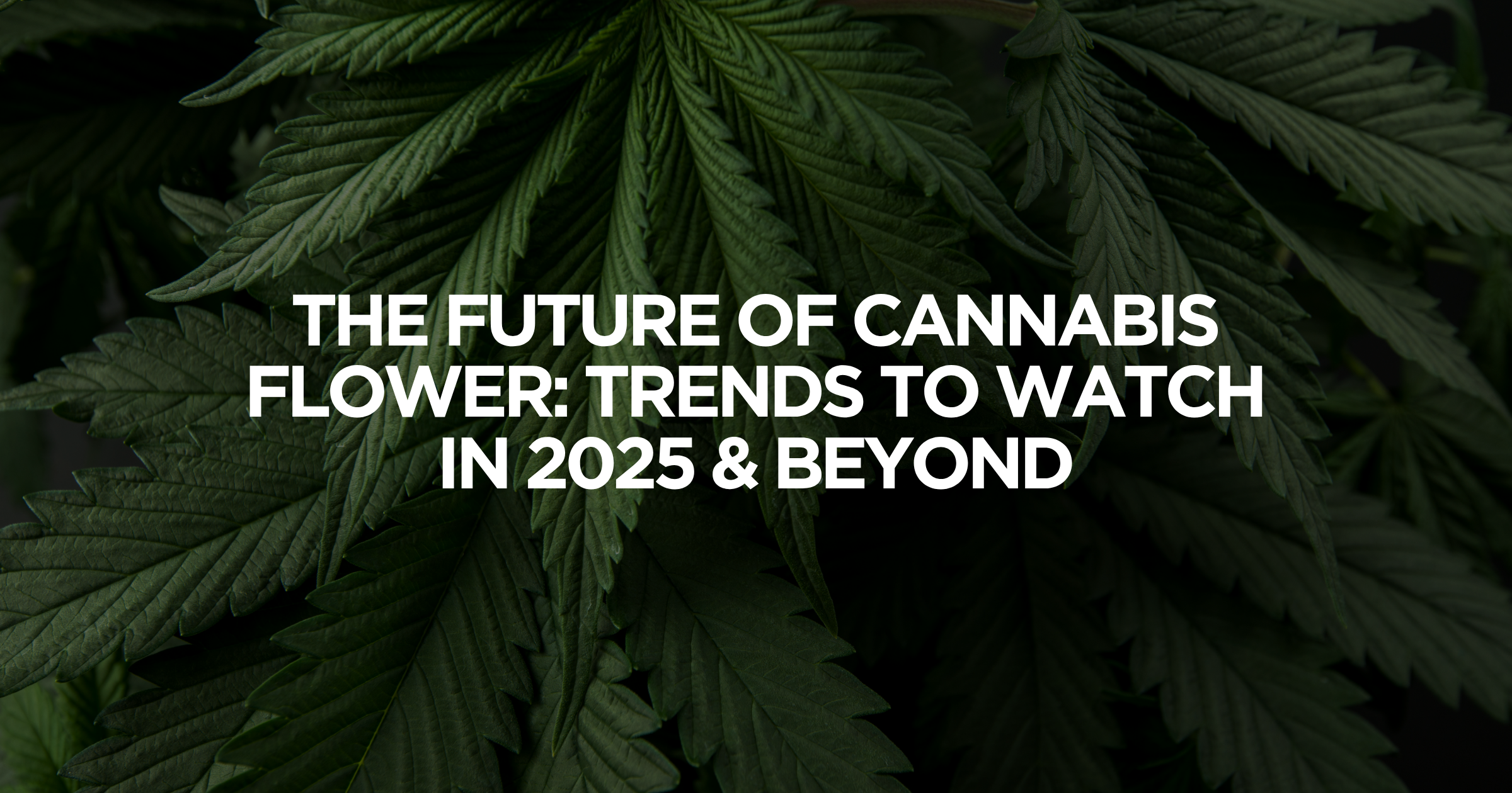 The Future of Cannabis Flower: Trends to Watch in 2025 & Beyond