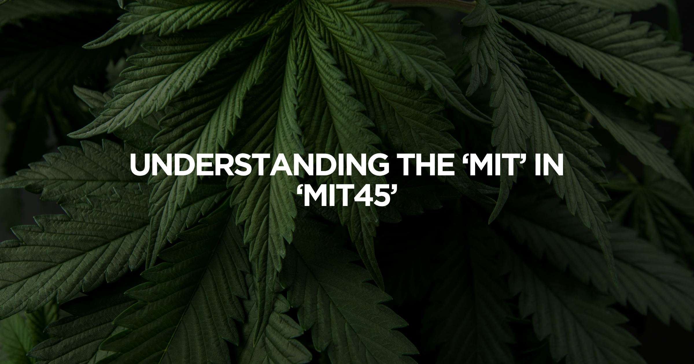 MIT45 Kratom: What Does the Name Stand For?