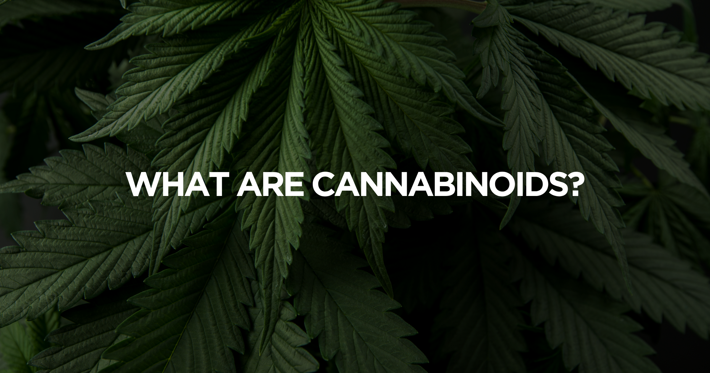 Cannabinoids Simplified: A Guide to THC, CBD, THCA & More