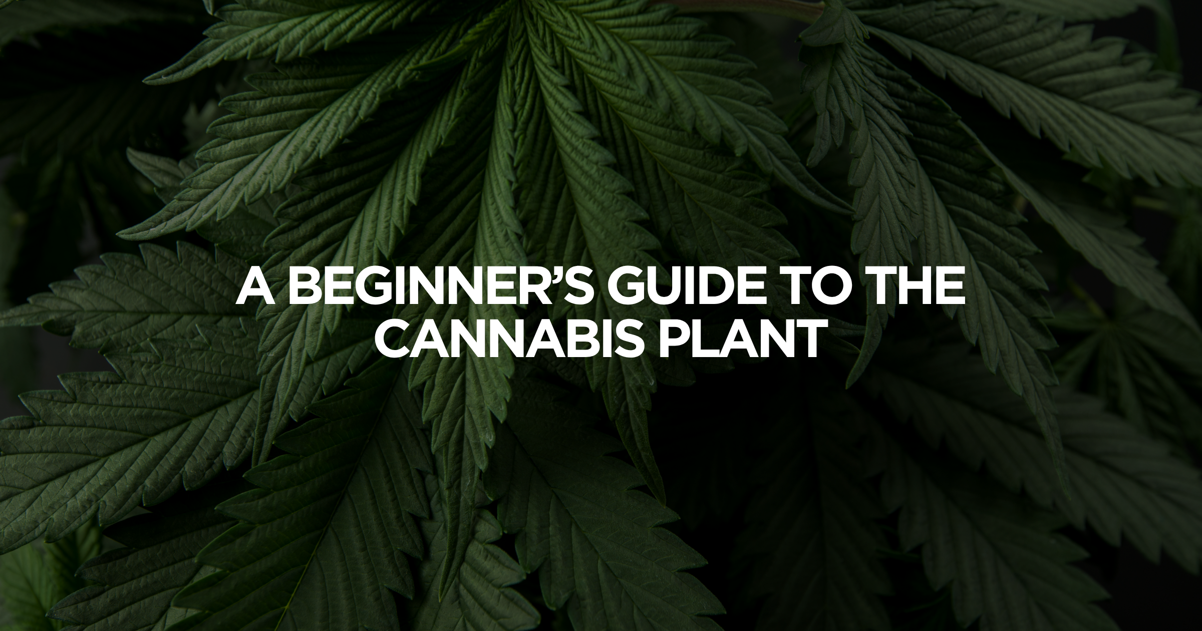 A Beginner’s Guide to the Cannabis Plant | Apotheca