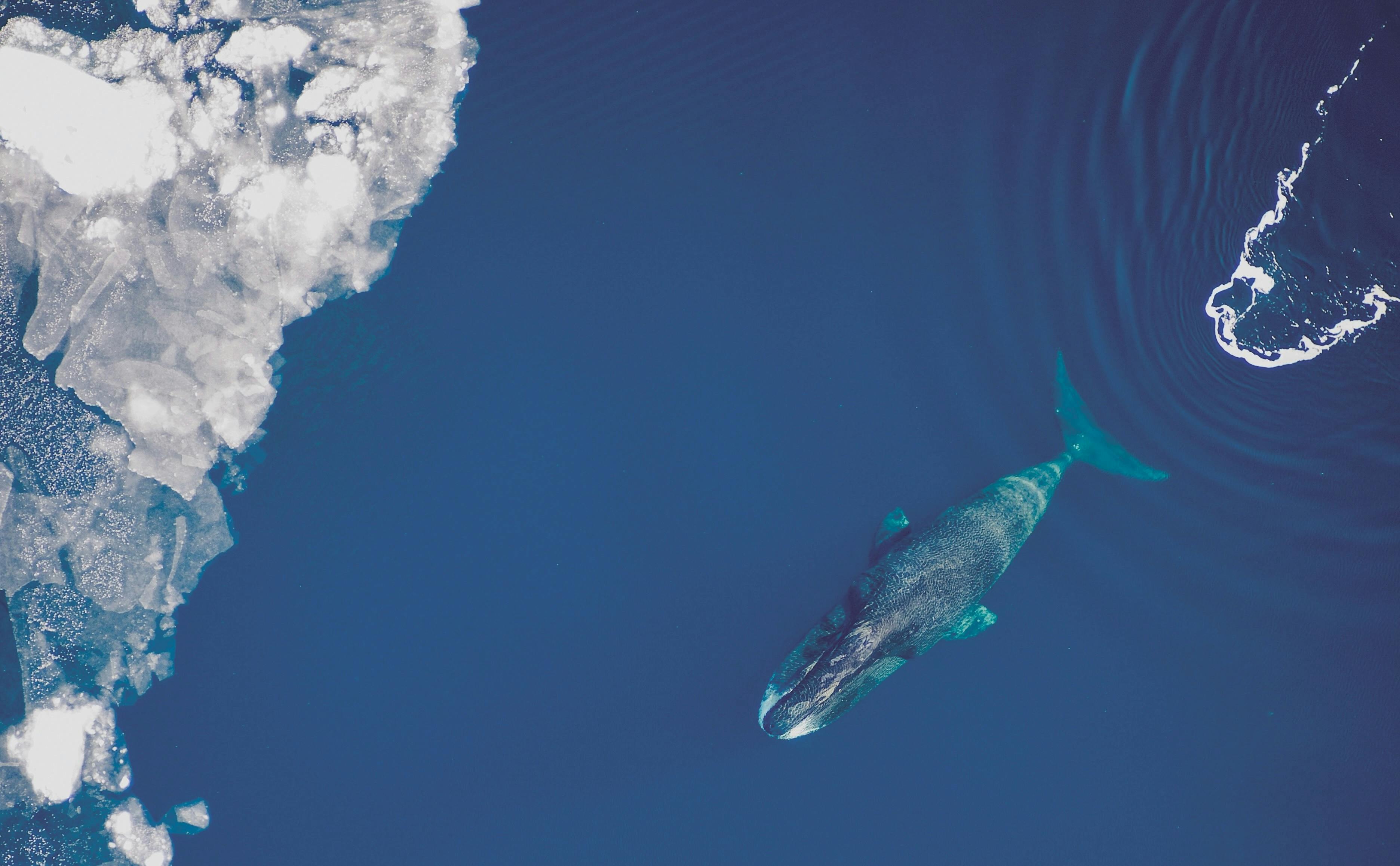 It Takes a Whale to Feed a Village: Inupiaq Bowhead Hunting in Times of ...