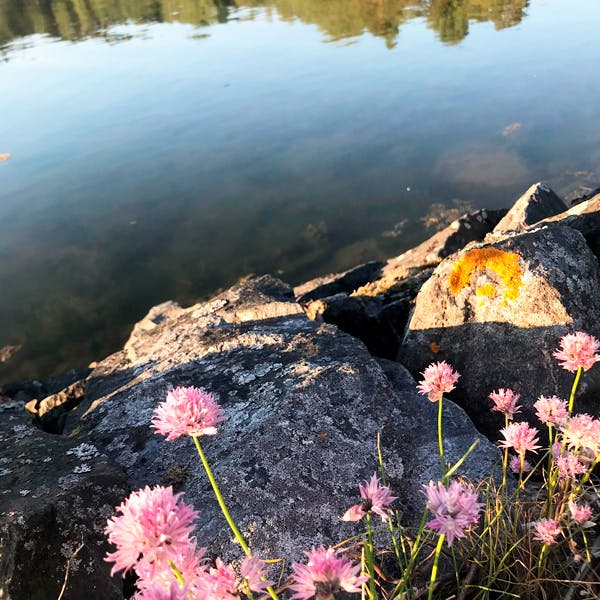 Kalojen aika 20.2 - 20.3